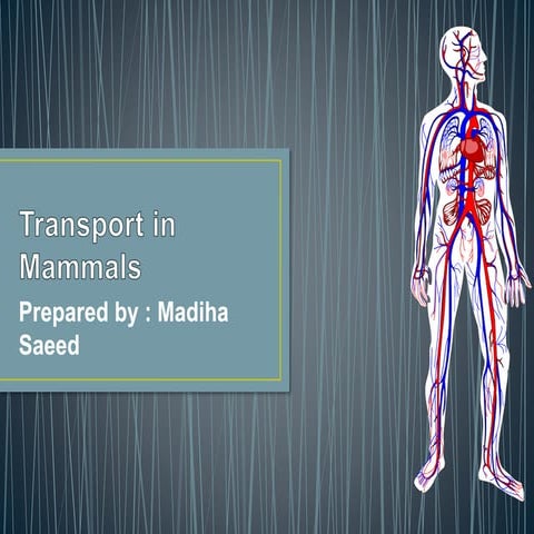Transport systems in mammals | PPT