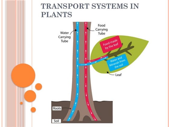 The charasteristics of living for 7th grade | PPTX | Biological ...