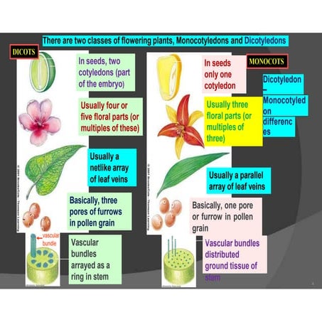 Transverse section of plant.pptx botany ppt | PPTX