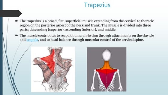 Muscles of the upper limb | PDF