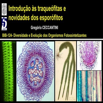 Traqueófitas 1- Filogenia e adaptações das traqueófitas (plantas ...