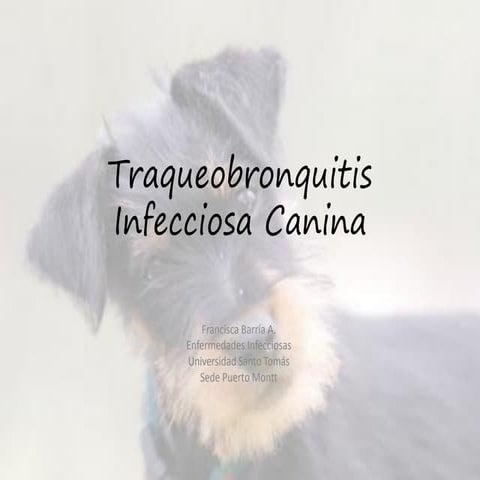 Traqueobronquitis infecciosa canina (original) | PDF