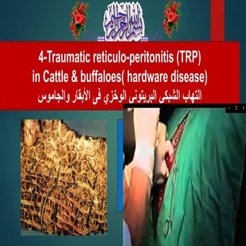Traumatic reticulo peritonitis | PDF