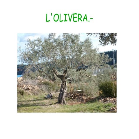 Treball olivera | ODP