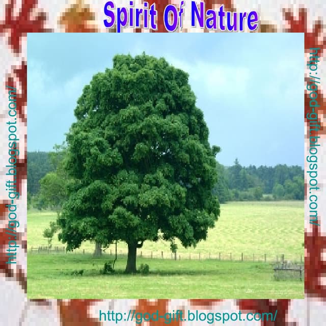 TREE SPIRIT | PPT