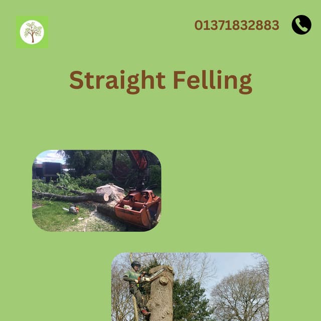 Tree Felling Envirmontal Arboriculture.pdf