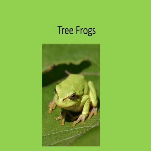 Tree frogs powerpoint | PPTX
