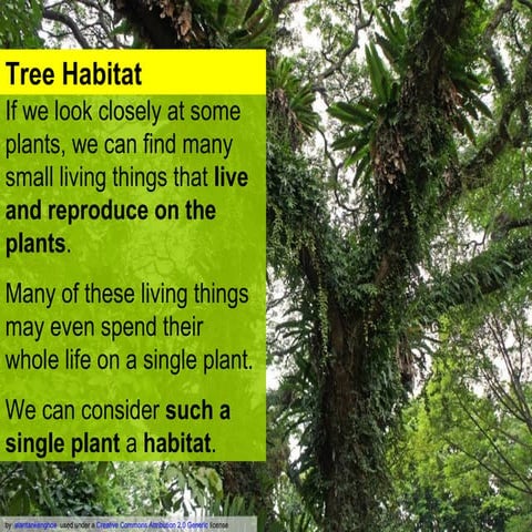 Tree habitat | PPT