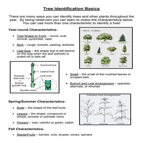 Tree Identification Basics | PDF