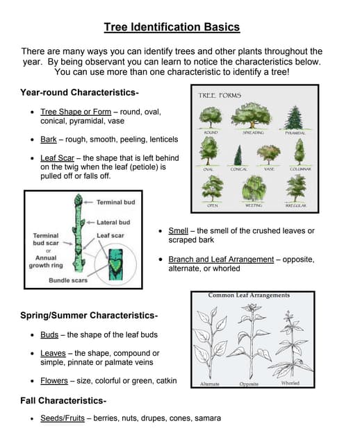 Horticulture - Identification of fruits crops. | PPTX
