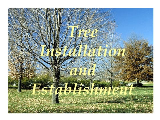 Tree plantation | PPTX