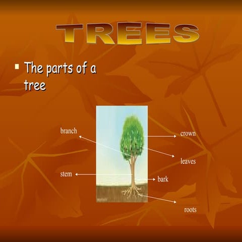 Trees | PPT