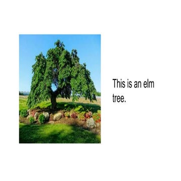 Trees | PPT