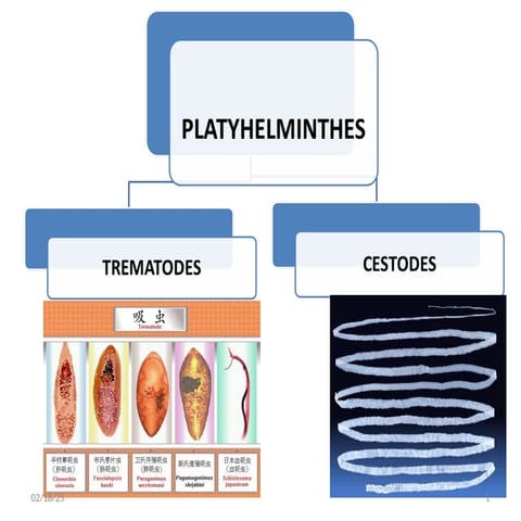 Trematode-Cestode 8(1) parasitology.ppt