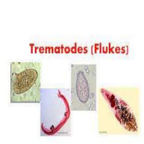 Trematodes | PPTX