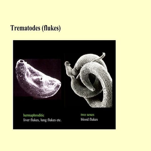 Trematodes MW.ppt