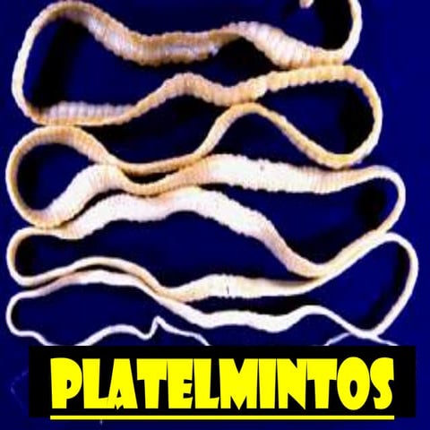 Bunostomum trigonocephalum | PPTX