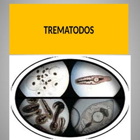 Trematodos parte 1 en microbiologia .pptx