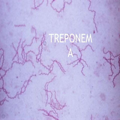 Treponema pallidum | PPTX
