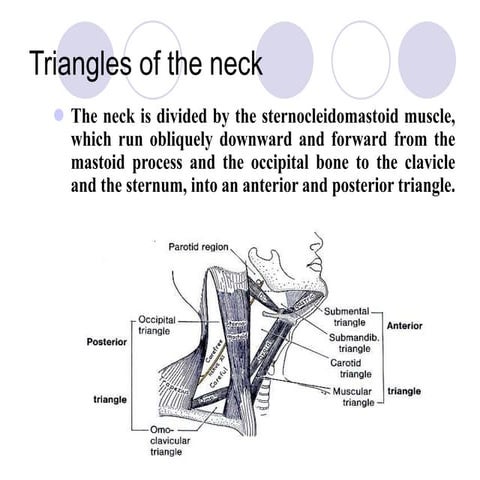 triangeles_of_the_neck human anatomy.ppt