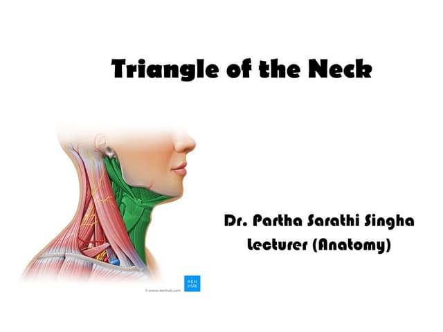 Carotid Triangle (Anatomy of the Neck) | PPS