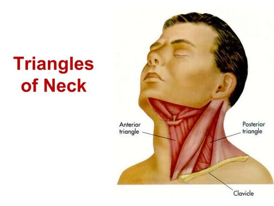 Carotid Triangle (Anatomy of the Neck) | PPS