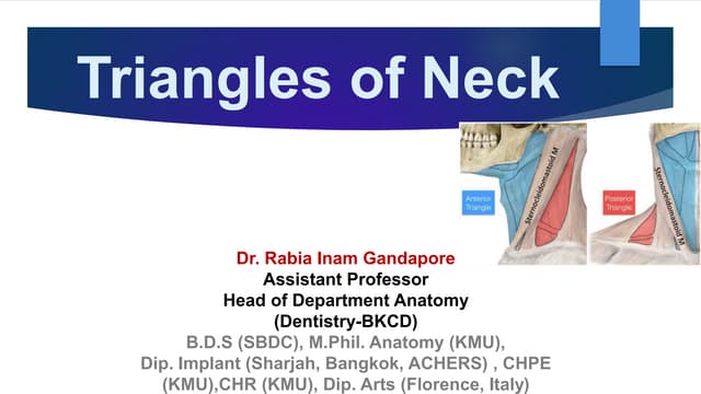 Posterior triangle of the neck | PPTX | Death, Injury, or Military ...
