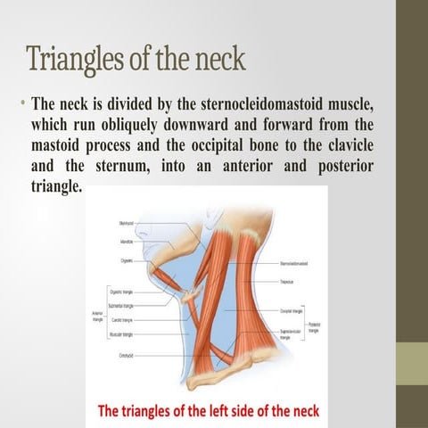 triangles of neck dr bushra.ppt ucmd anatomy | PPT