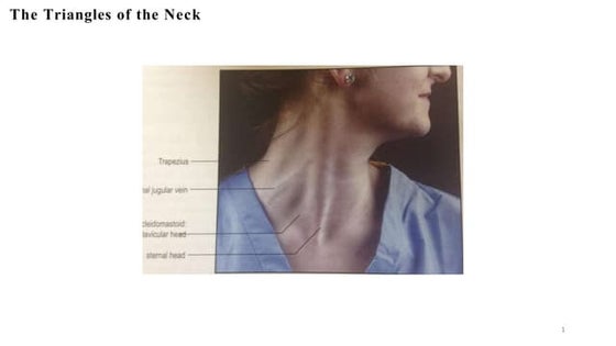 Surface marking Head Neck.ppt | Death, Injury, or Military Conflict ...