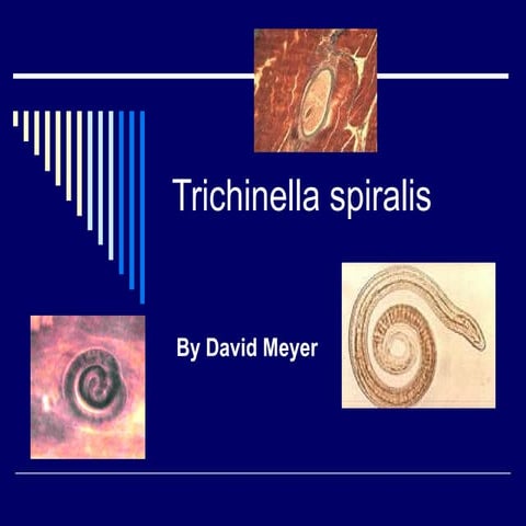 Trichinella | PPT