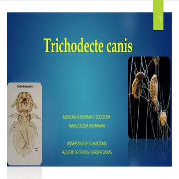 Trichodectes Canis