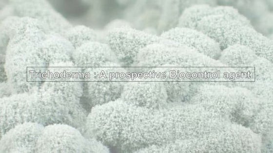 trichoderma agriculture related trio.pdf