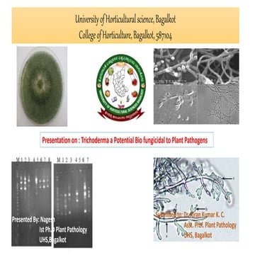 Trichoderma ppt | PPTX