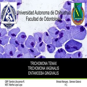 Trichomona tenax trichomona vaginalis y entamoeba gingivalis | PPTX