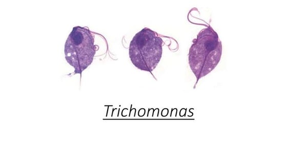 La trichomonas, Enfermedades parasitarias | PPTX