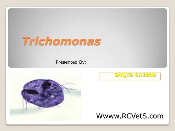 trichomoniasis | PPTX | Sexual Conditions | Sexual Health