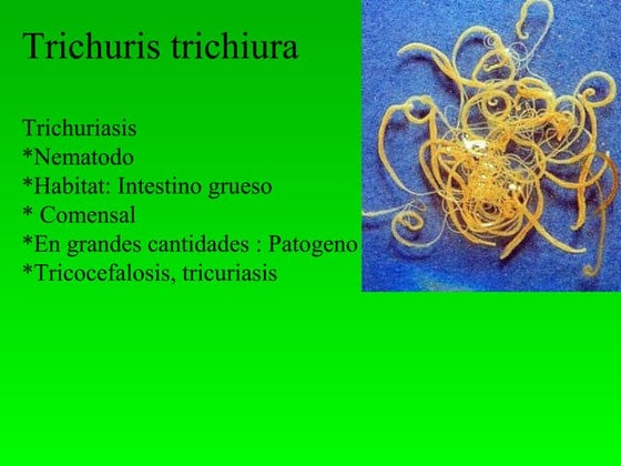 Trichuris trichiura | PPTX | Infectious Diseases | Diseases and Conditions