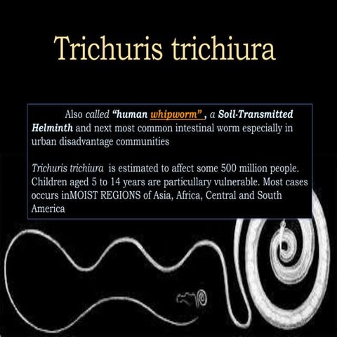Trichuris trichiura | PPTX