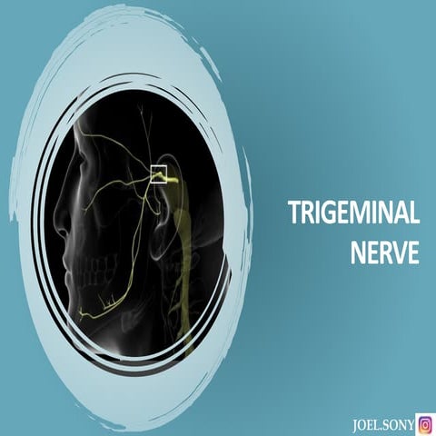 Trigeminal nerve | PPT