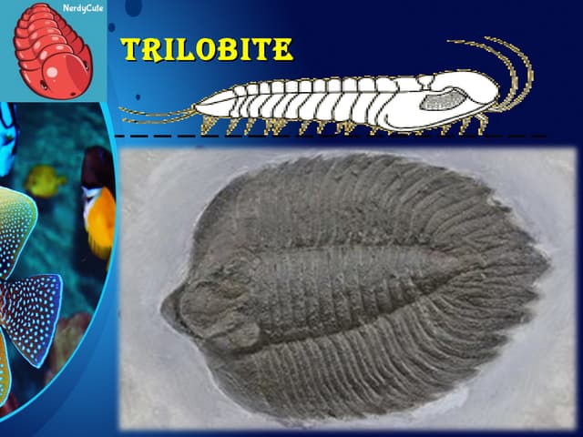 Trilobite: Hard & soft part Morphology, Evolution and Mode of Life | PPTX
