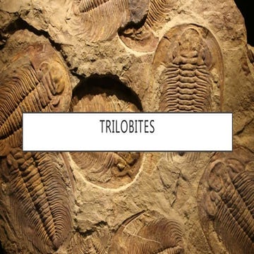 trilobites.pptx