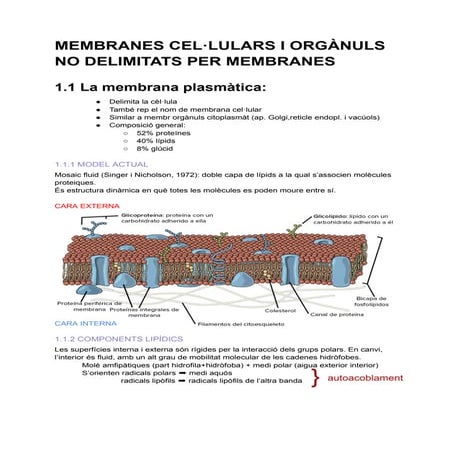 ORGÀNULS CEL·LULARS DELIMITATS PER MEMBRANES.pdf