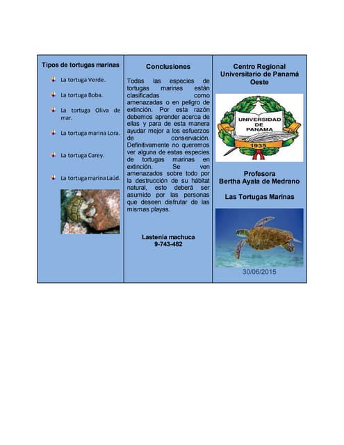 Tortugas marinas | PPT