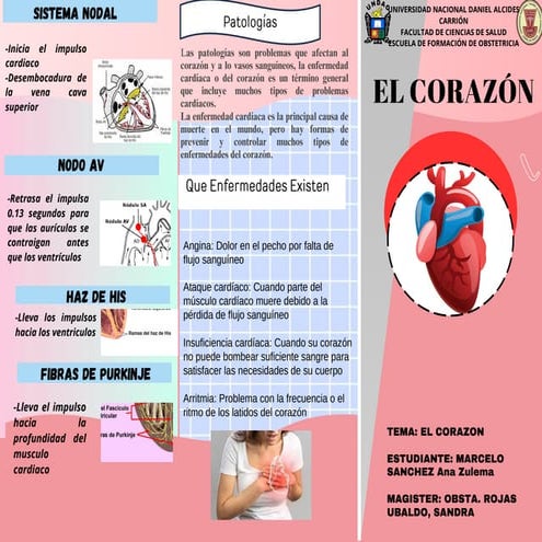 Triptico- el corazón y sus funciones.pptx (1).pdf