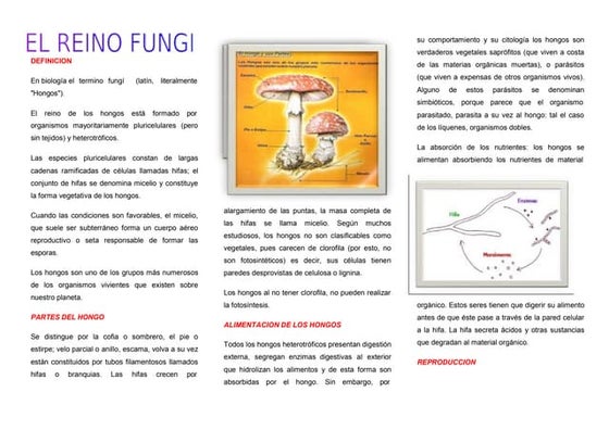 Células Del Reino De Los Hongos