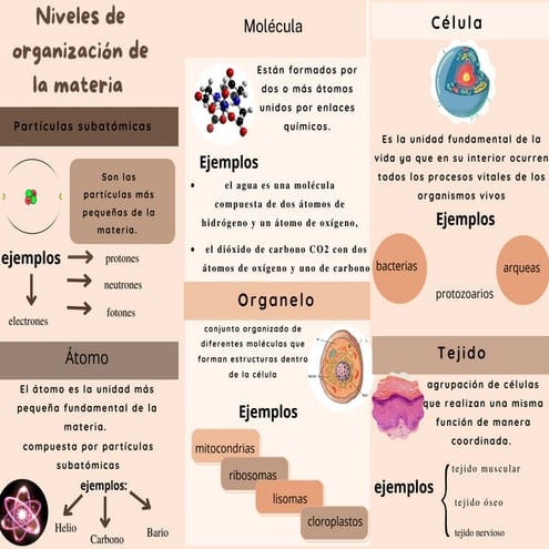 Niveles De Organizacion De La Materia Niveles De Organización De La