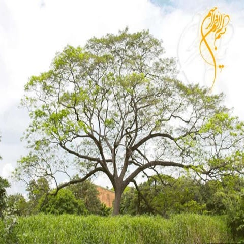 Technology Readiness Level (TRL) | PPTX