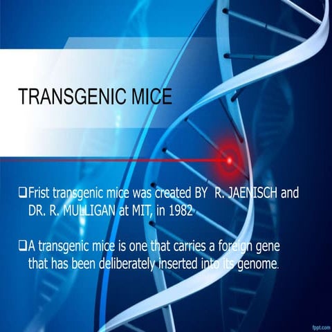 TRANSGENIC MICE | PPTX