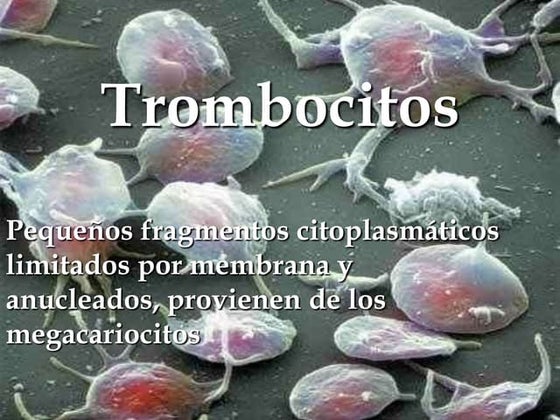 Trombocitos Humanos Plaquetas E Hemostasia Hematologia