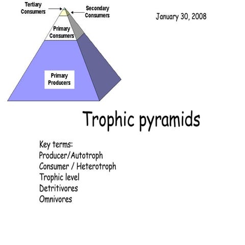 Trophic Pyramids | PPT
